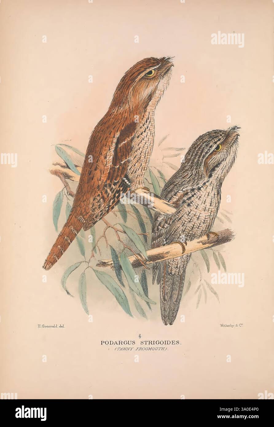 Artwork features two podargus strigoides hi-res stock photography and ...