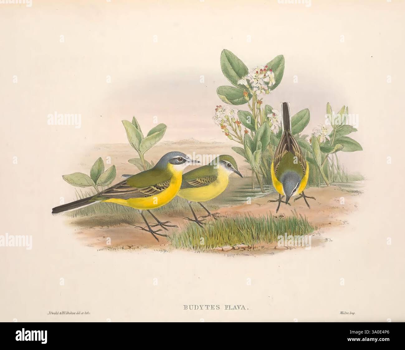 The birds of Great Britain, London, 1873, birds, Great Britain ...