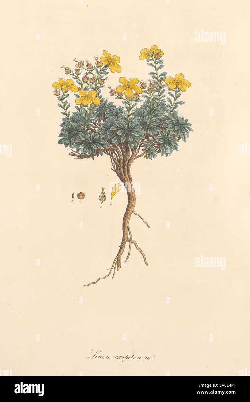 Flora Graeca, sive, Plantarum rariorum historia, quas in provinciis aut ...