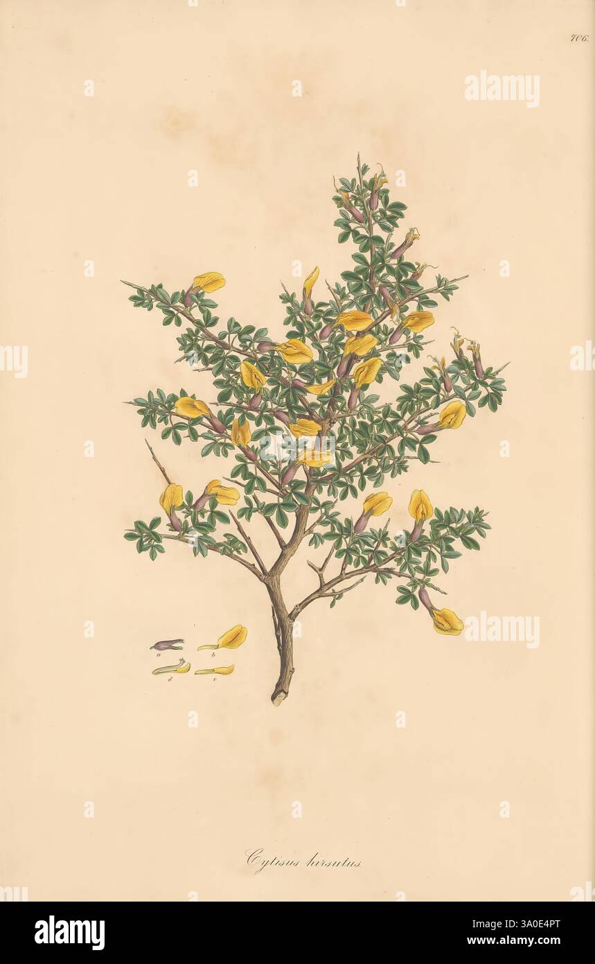 Flora Graeca, sive, Plantarum rariorum historia, quas in provinciis aut ...