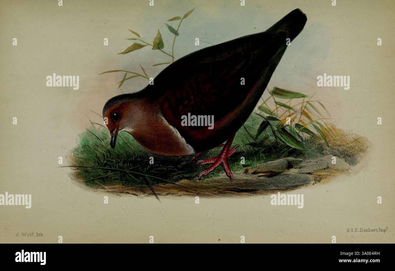 1856 london academic press periodicals zoology hi-res stock photography ...