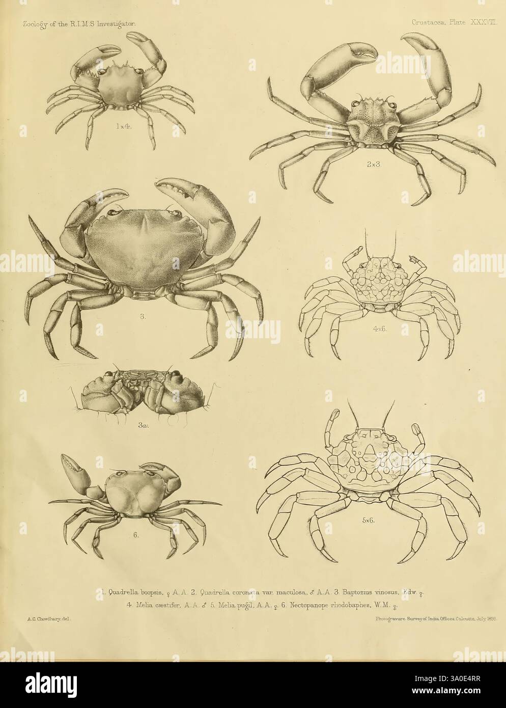 Top row presents two crabs hi-res stock photography and images - Alamy