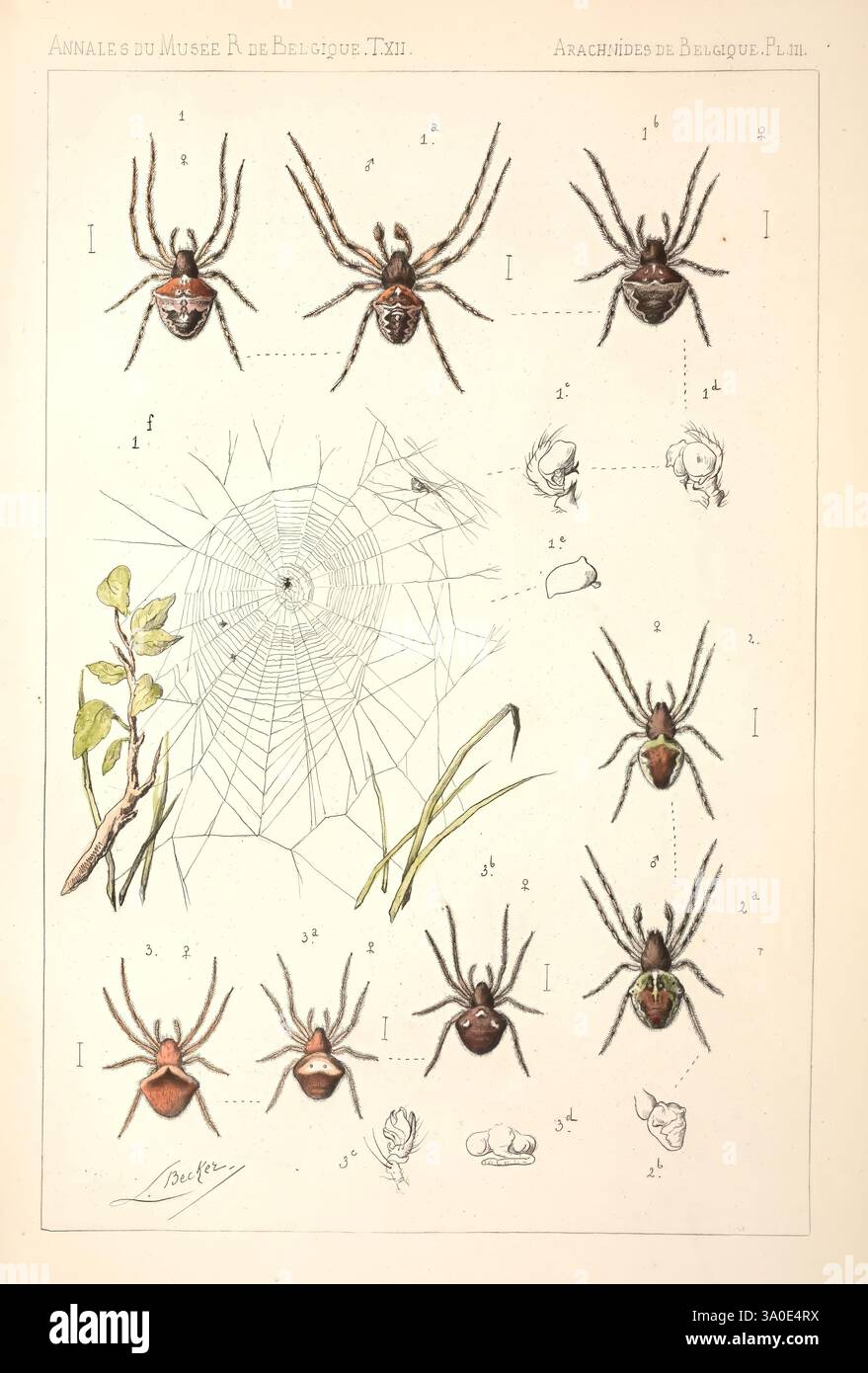 Individual representations of spiders in different poses hi-res stock ...