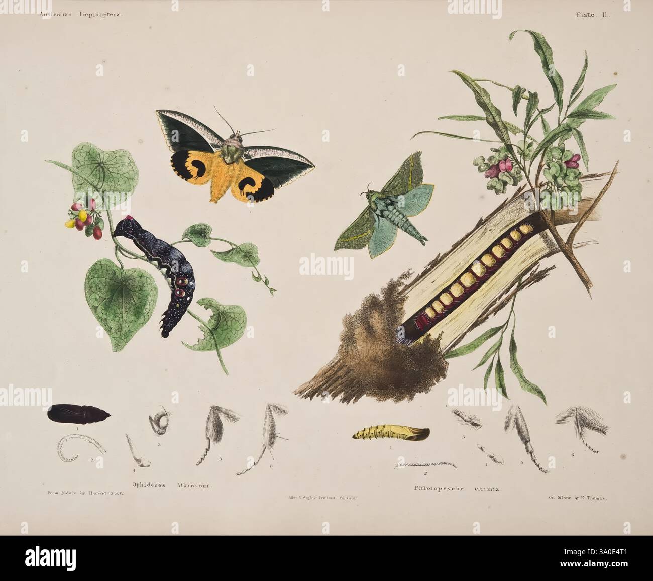 Australian, Lepidoptera, and their transformations, drawn from the life ...