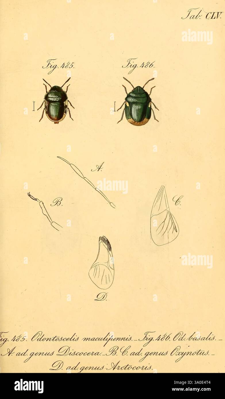 Die, wanzenartigen, Insecten, Nürnberg, In, der, C.H. Zeh'schen ...
