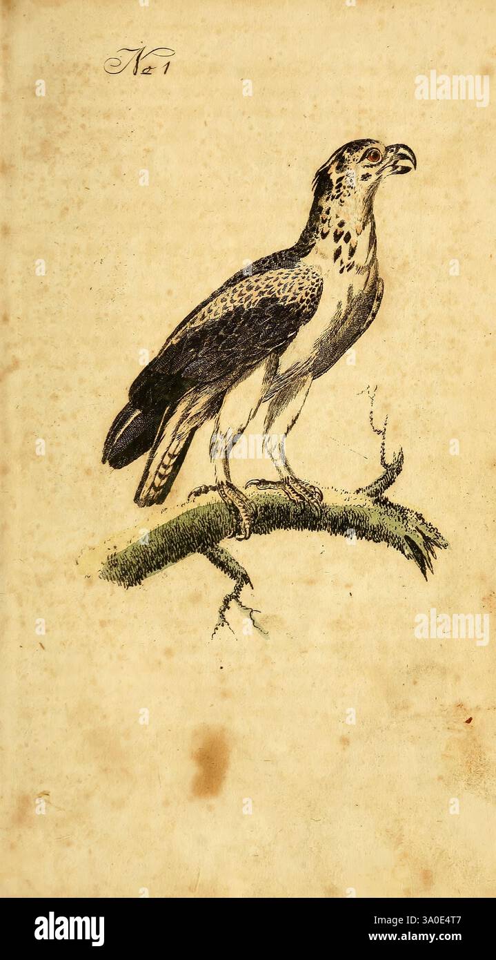 F. le Vaillant's Naturgeschichte der afrikanischen Vögel, Halle, Bey ...