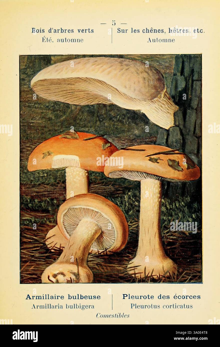 Pleurotus cornicatus mushrooms display hi-res stock photography and ...
