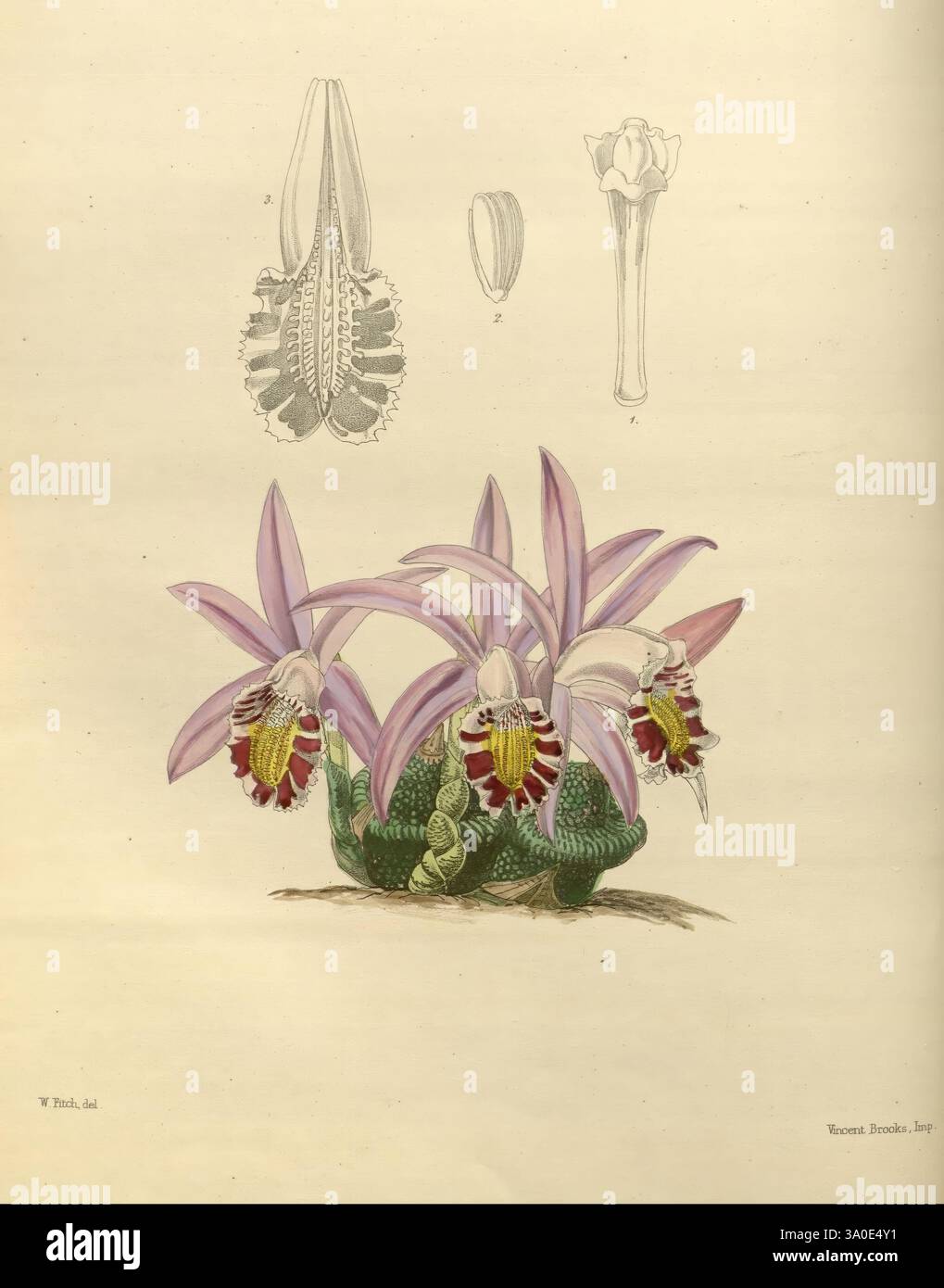 A second century of orchidaceous plants, London, L. Reeve & Co, 1867 ...