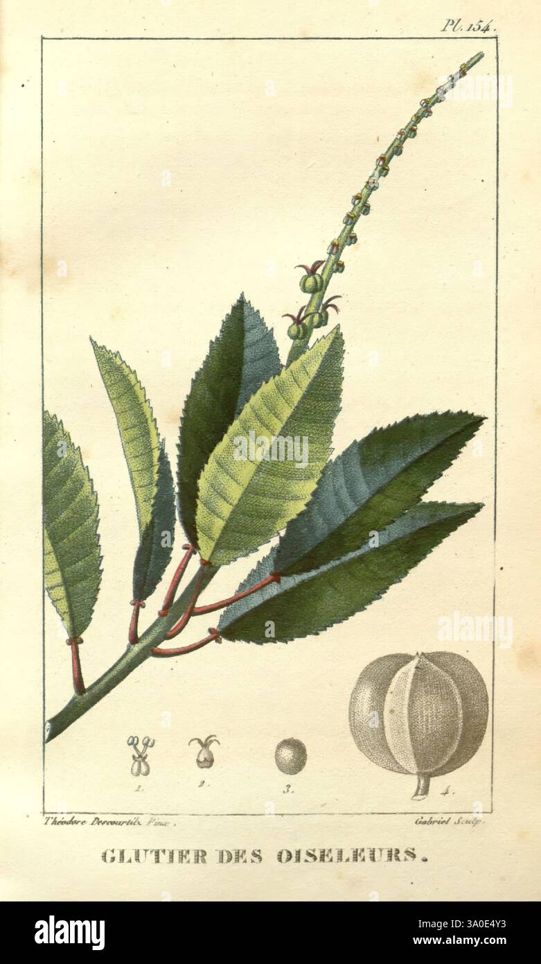 Flore médicale des Antilles, ou, Traité des plantes usuelles, Paris ...