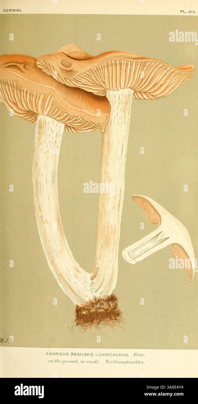 Illustrations, of, British, Fungi, (Hymenomycetes), to, serve, as, an ...