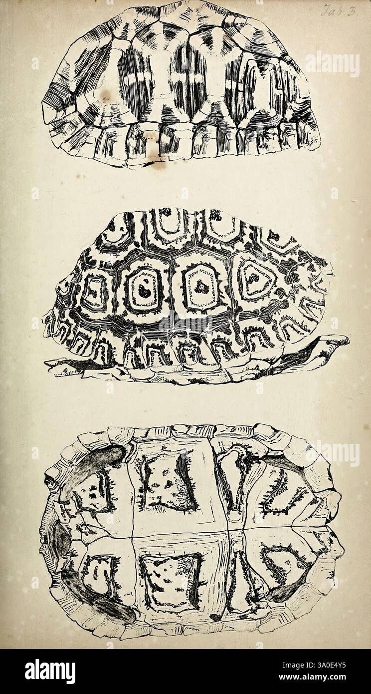 Illustration features three different views of tortoise shells hi-res ...