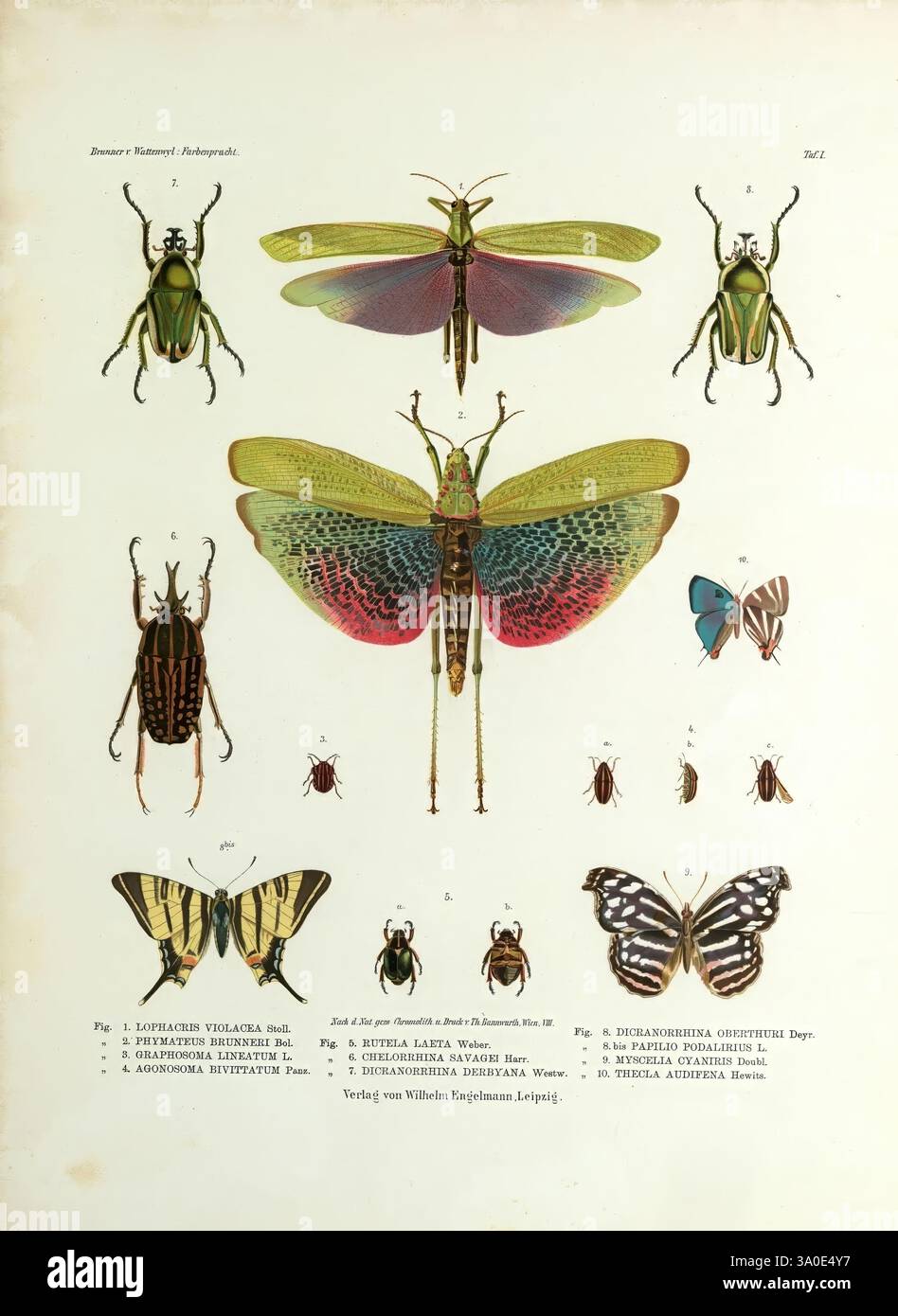 Colorful wings dominates hi-res stock photography and images - Alamy