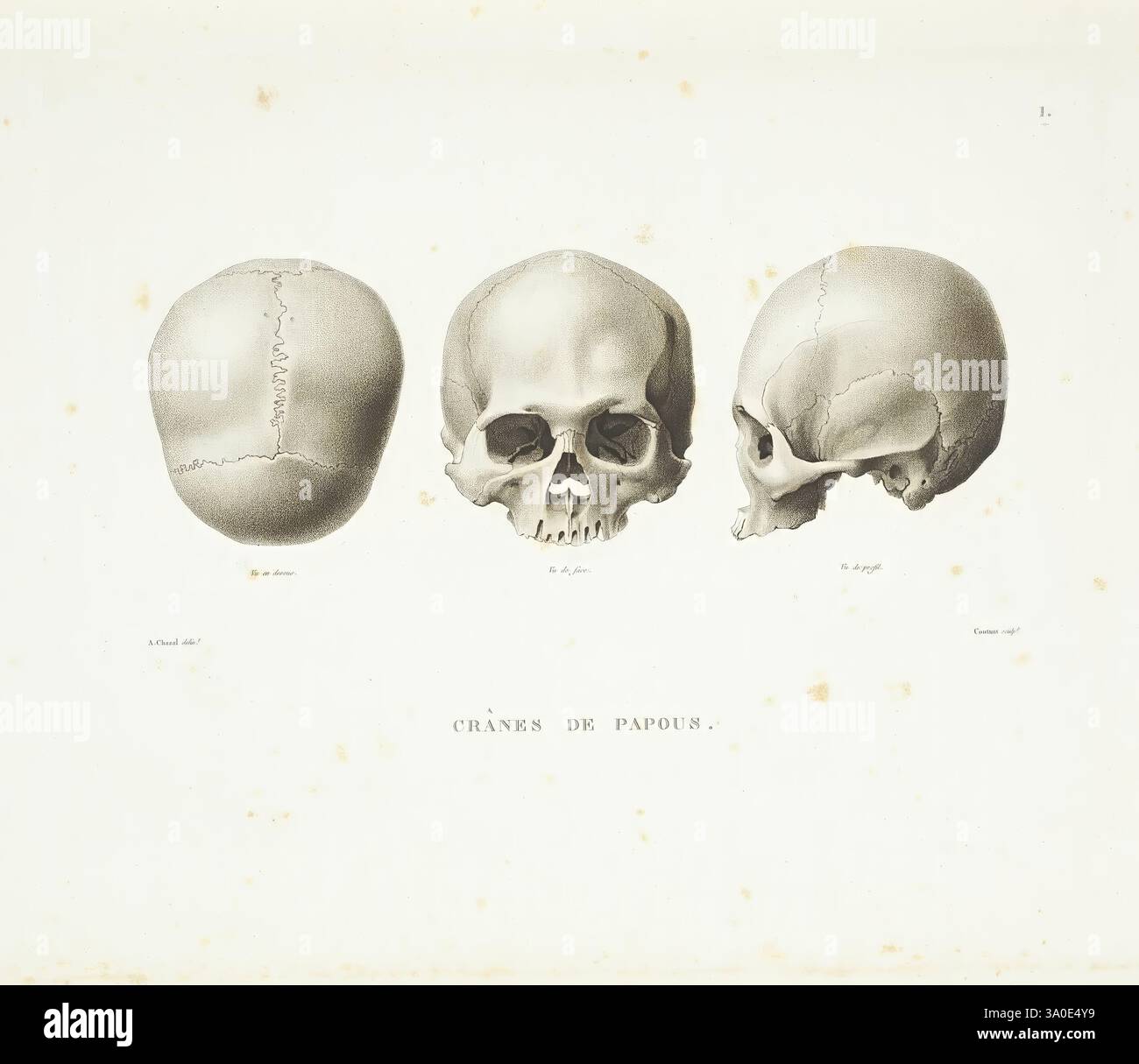 World museum victoria cranes de papous skulls of papuans human hi-res ...