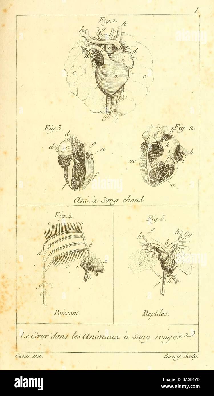 Differences in cardiac anatomy hi-res stock photography and images - Alamy