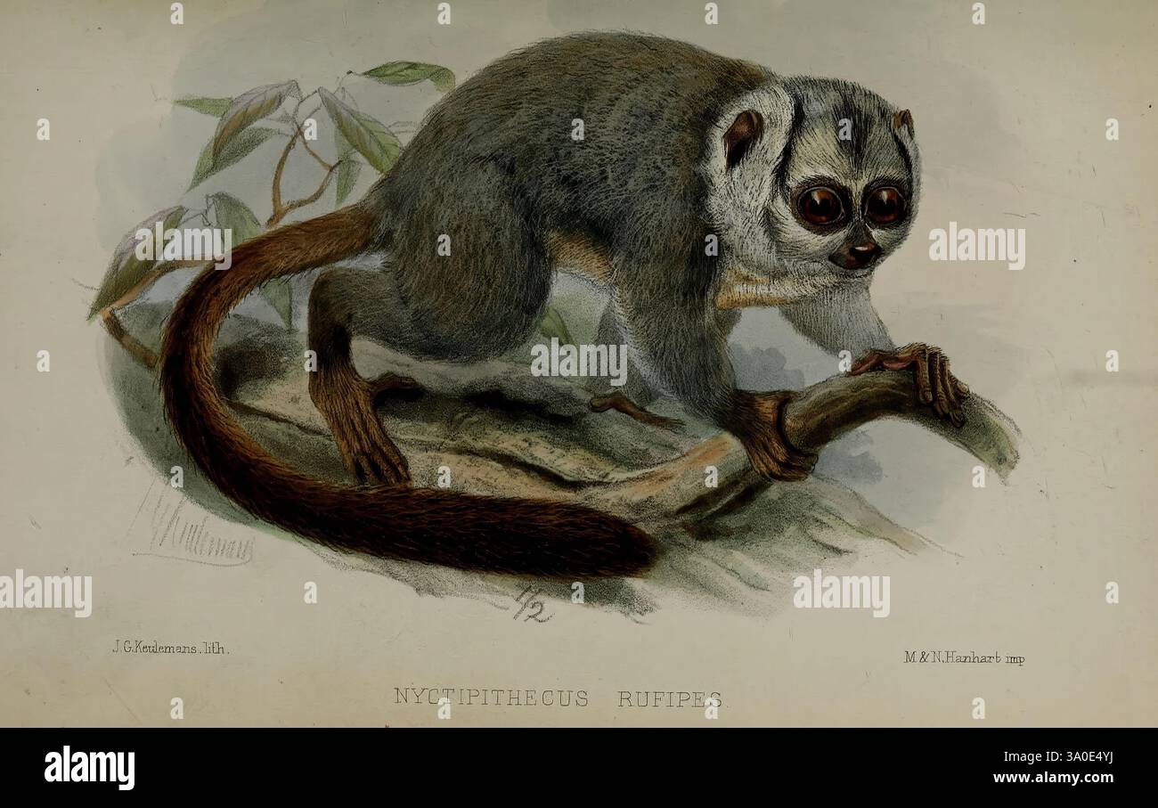 Proceedings of the Zoological Society of London, London, Zoological ...