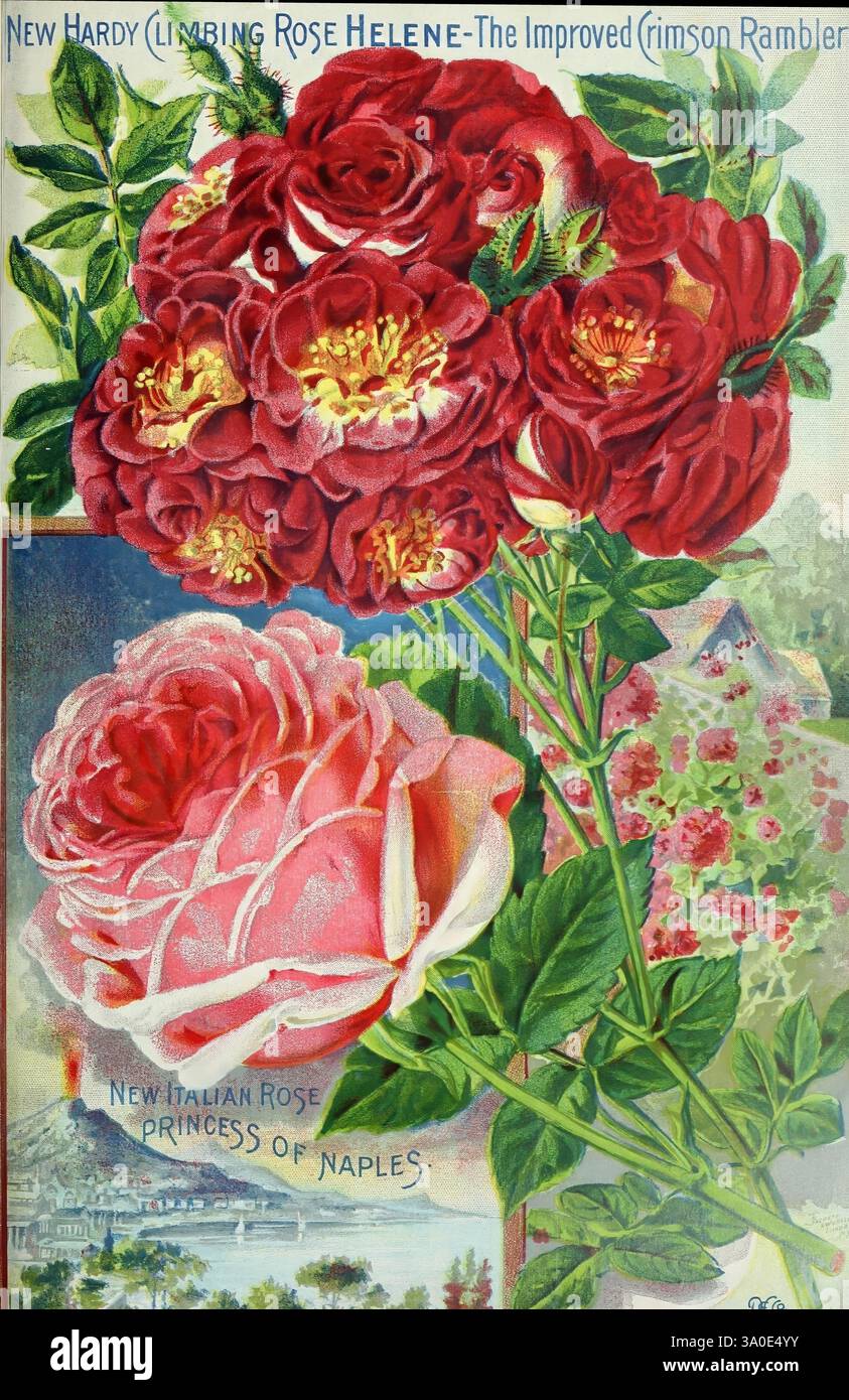 New italian rose princess of naples hi-res stock photography and images ...