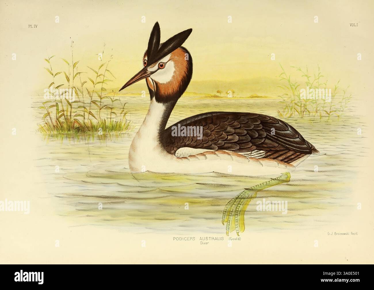 The birds of Australia, Melbourne C. Stuart & co, 1890-91, birds ...