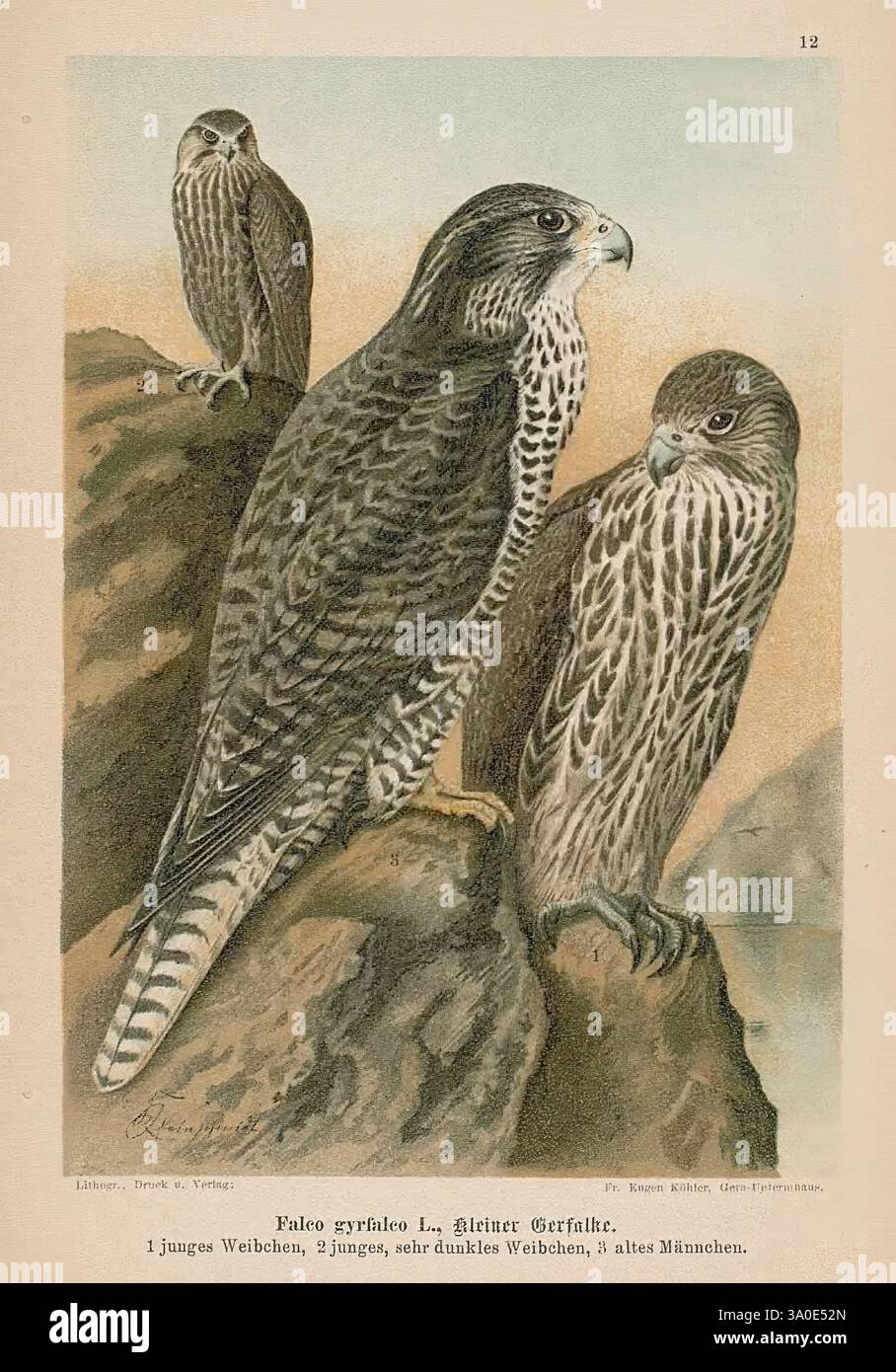 Raubvögel Gera-Untermhaus Fr. Eugen Köhler [s.d.] Musée Cantonal de ...