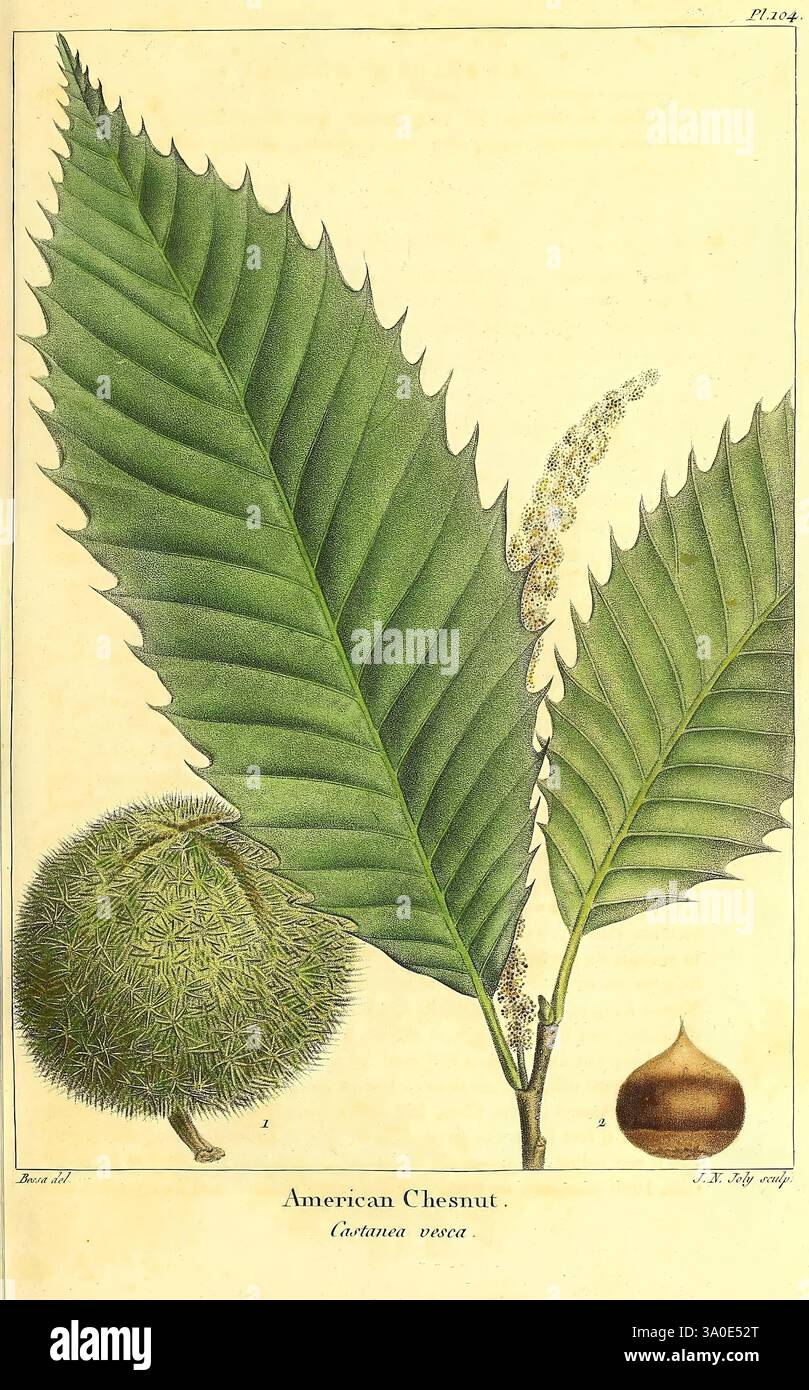 The, North American, sylva, Philadelphia, R.P. Smith, 1853, botany ...