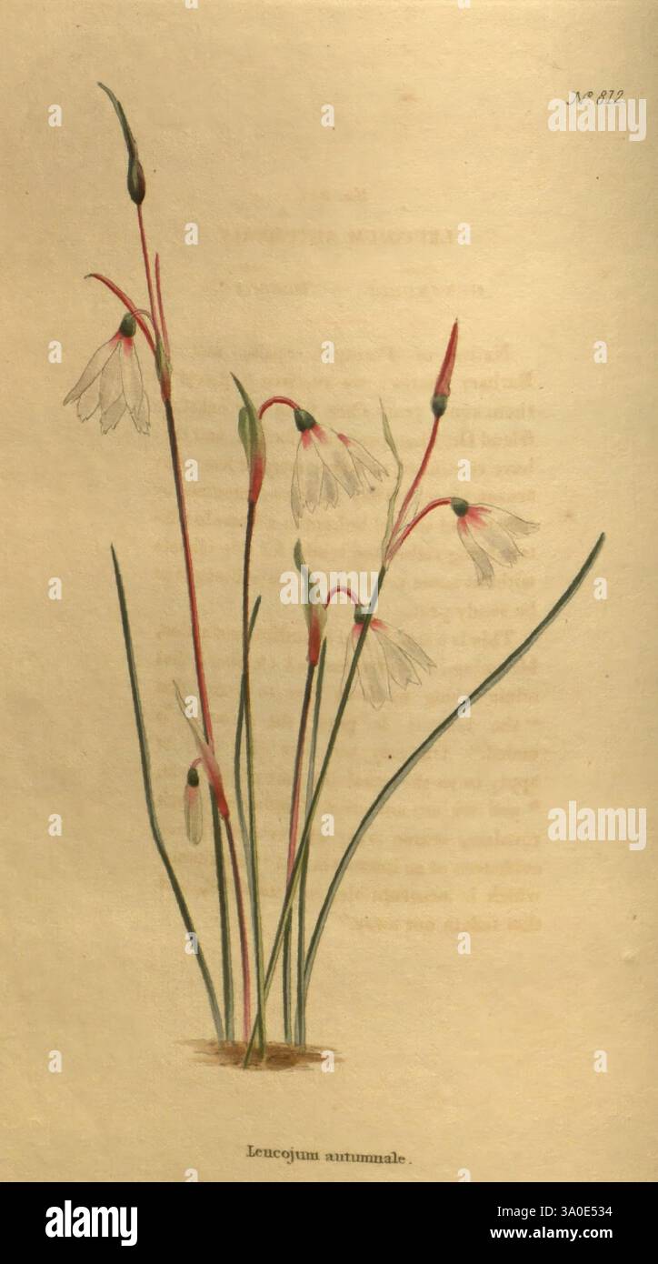 Autumnale taxonomy binomial leucojum autumnale taxonomy family a hi-res ...