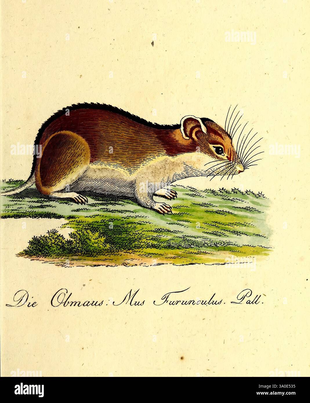 Sharp facial features emphasize hi-res stock photography and images - Alamy