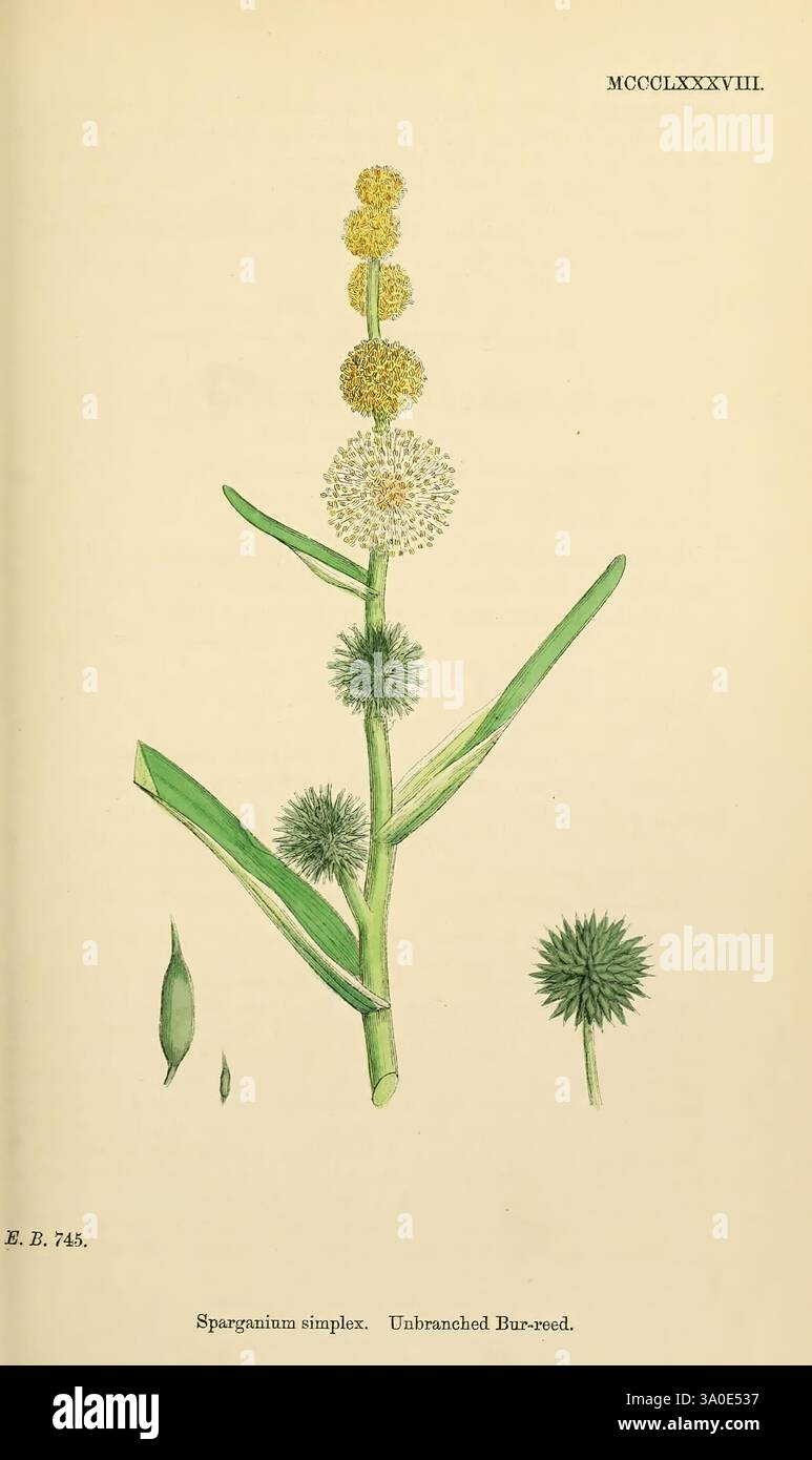 Small green spheres emerge hi-res stock photography and images - Alamy