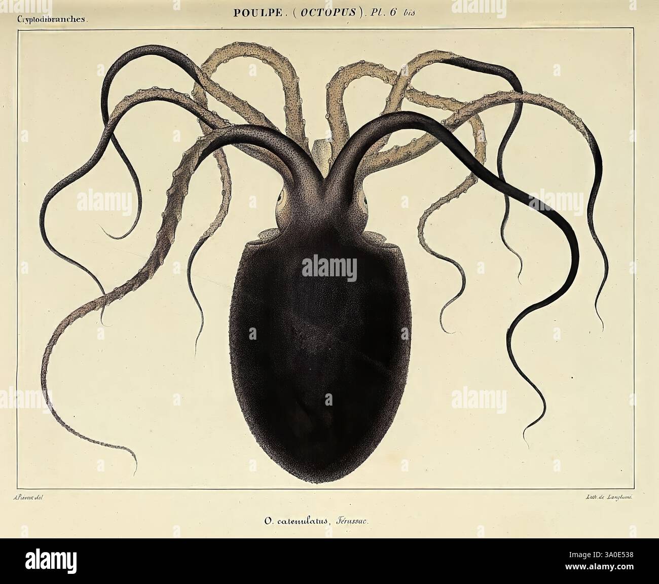 Tentacles possess hi-res stock photography and images - Alamy