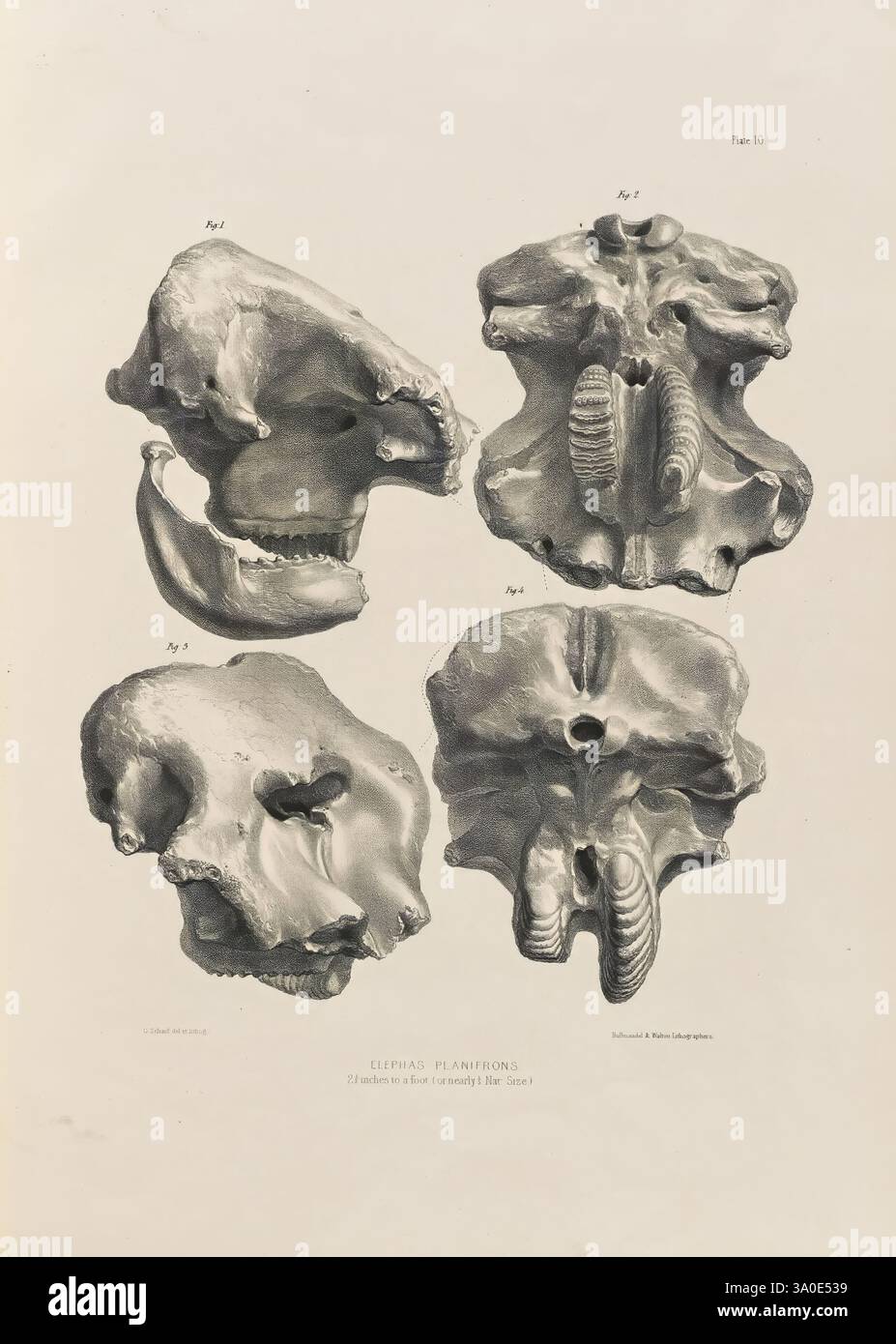 Complexities of skull formations across different species hi-res stock ...