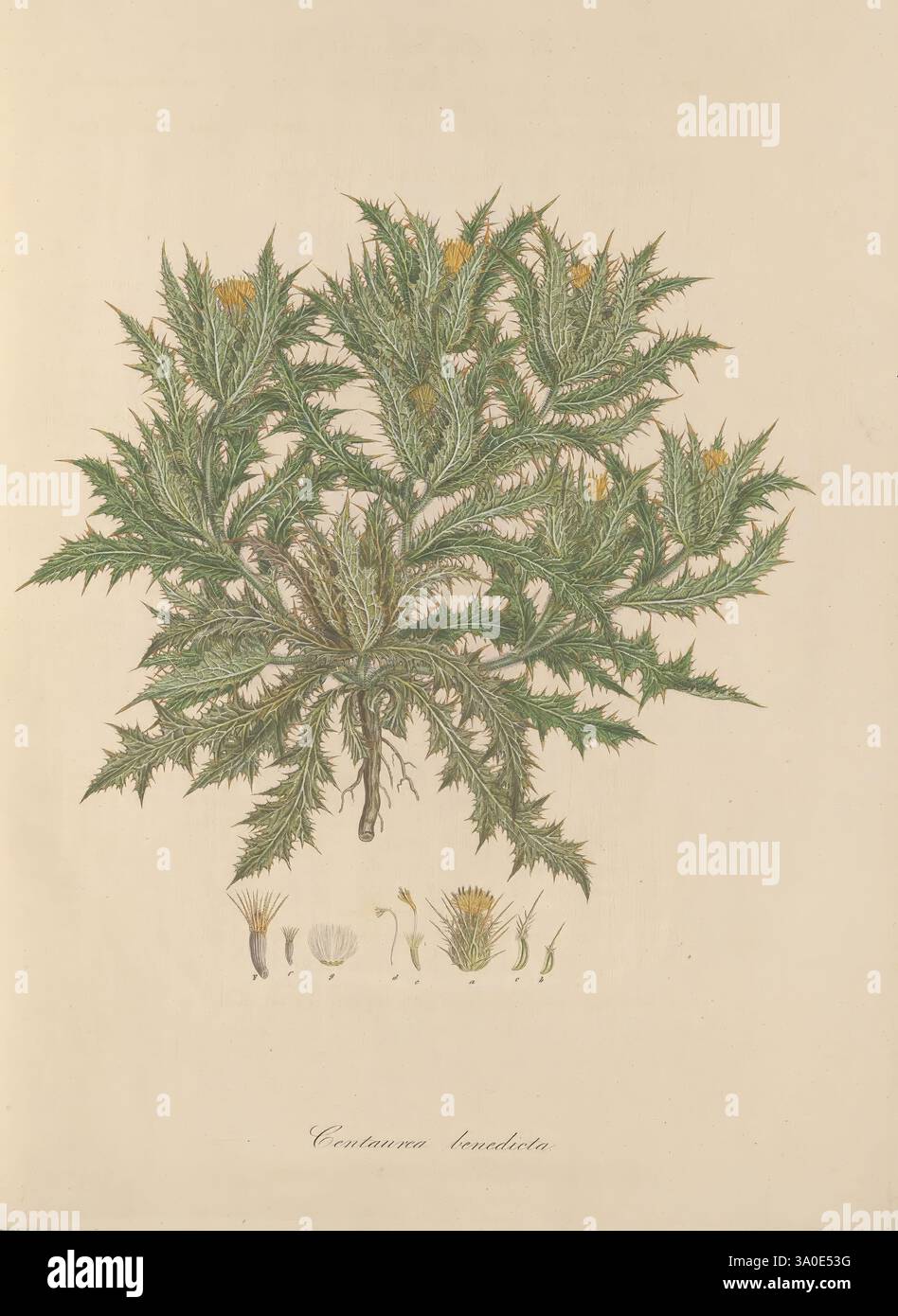 Flora Graeca, sive, Plantarum rariorum historia, quas in provinciis aut ...