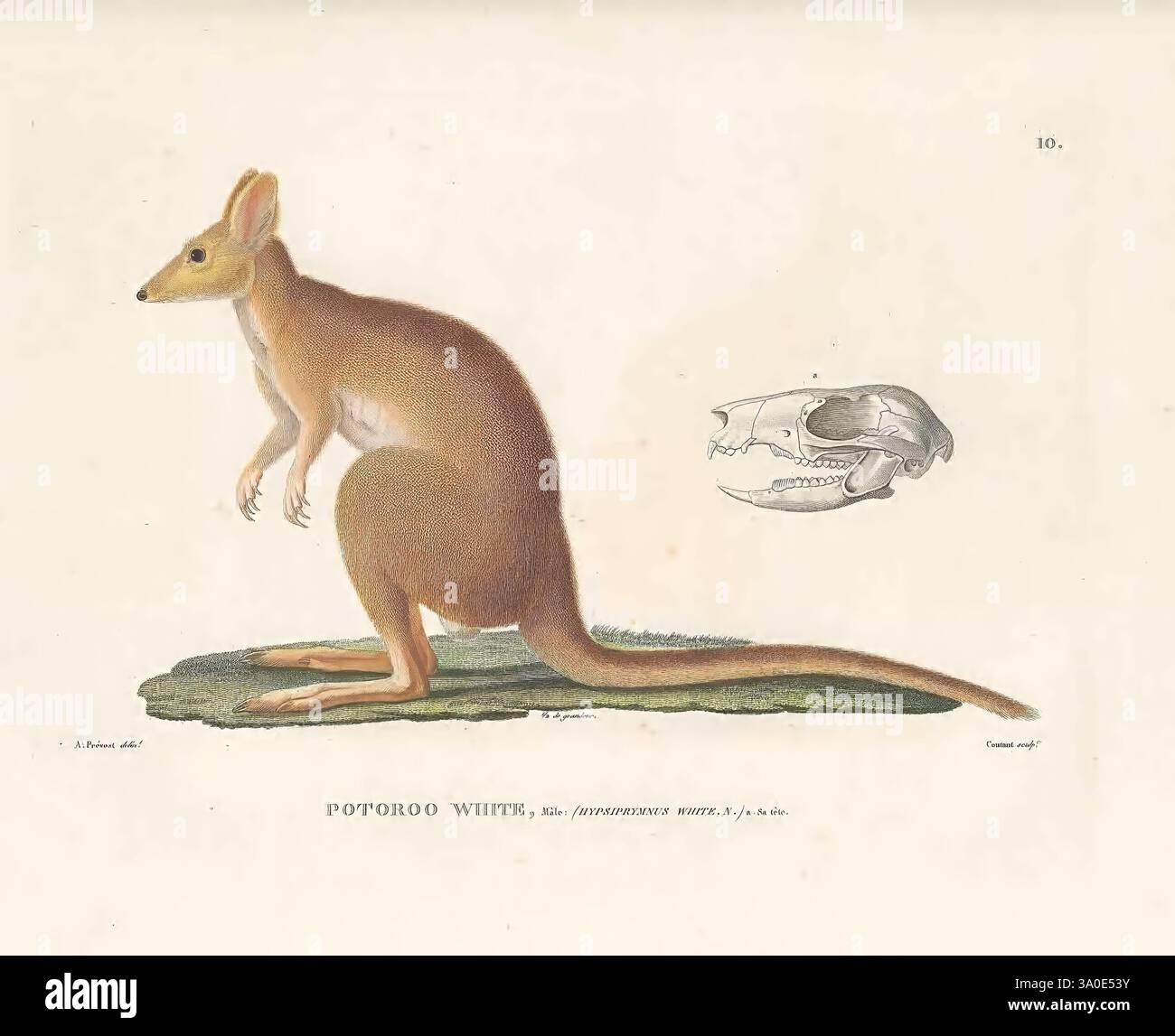 Prominent hind legs hi-res stock photography and images - Alamy