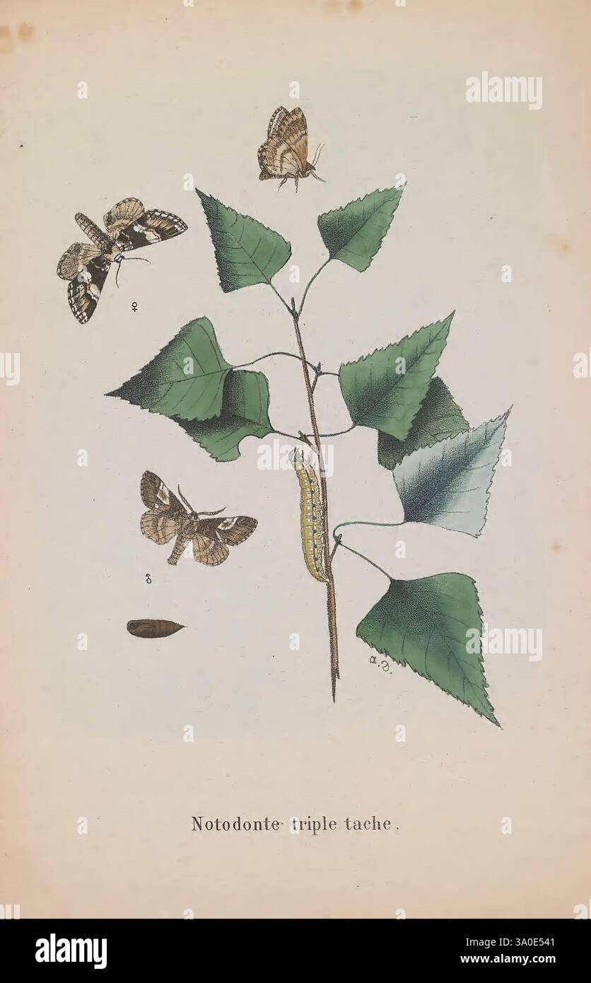 Moths exhibit distinctive markings hi-res stock photography and images ...