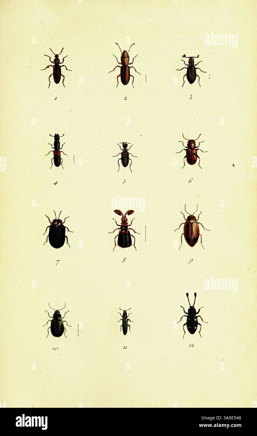 Features six beetles hi-res stock photography and images - Alamy