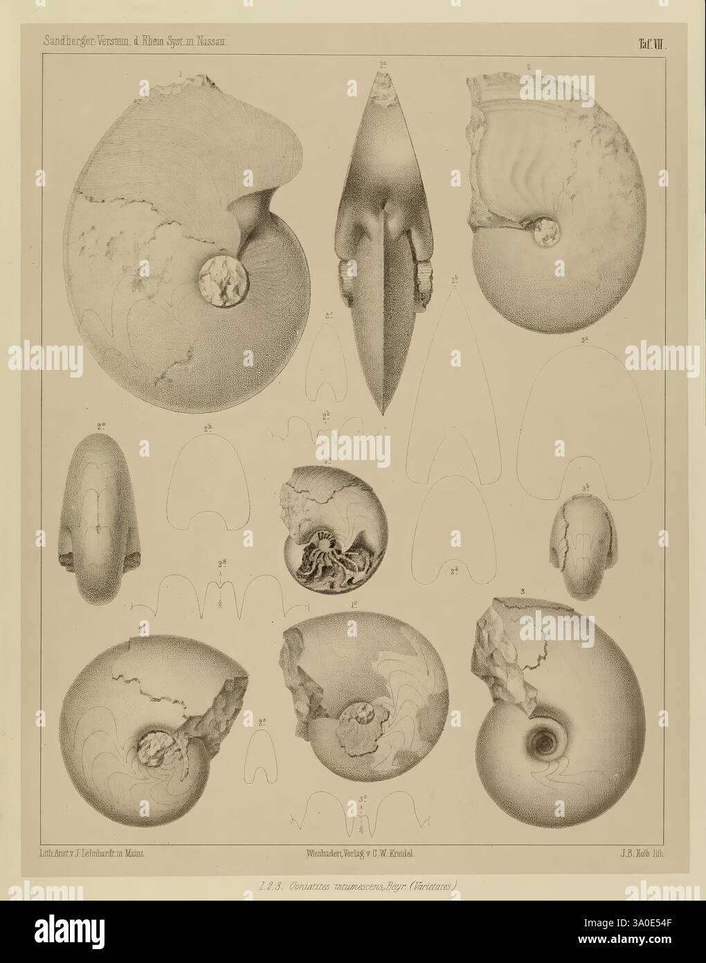 Different forms of nautiloids hi-res stock photography and images - Alamy