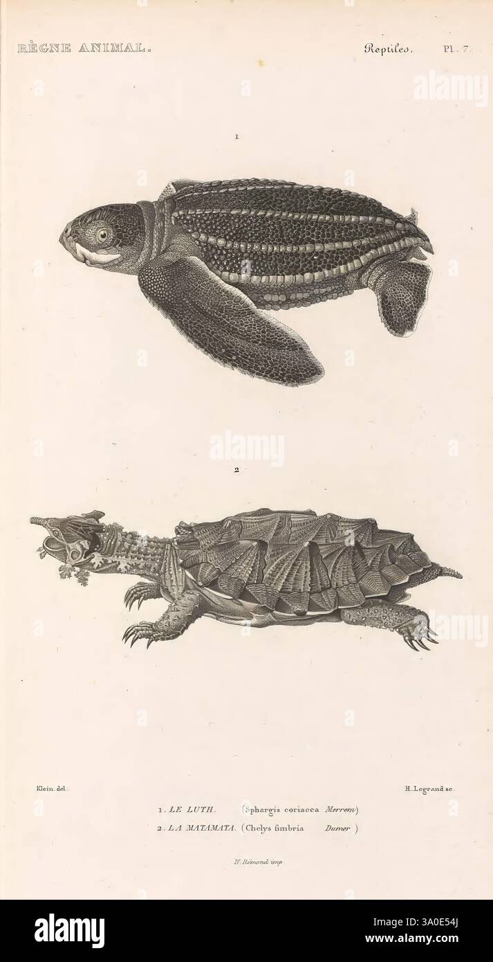 Le règne animal distribué d'après son organisation Paris Fortin Masson ...