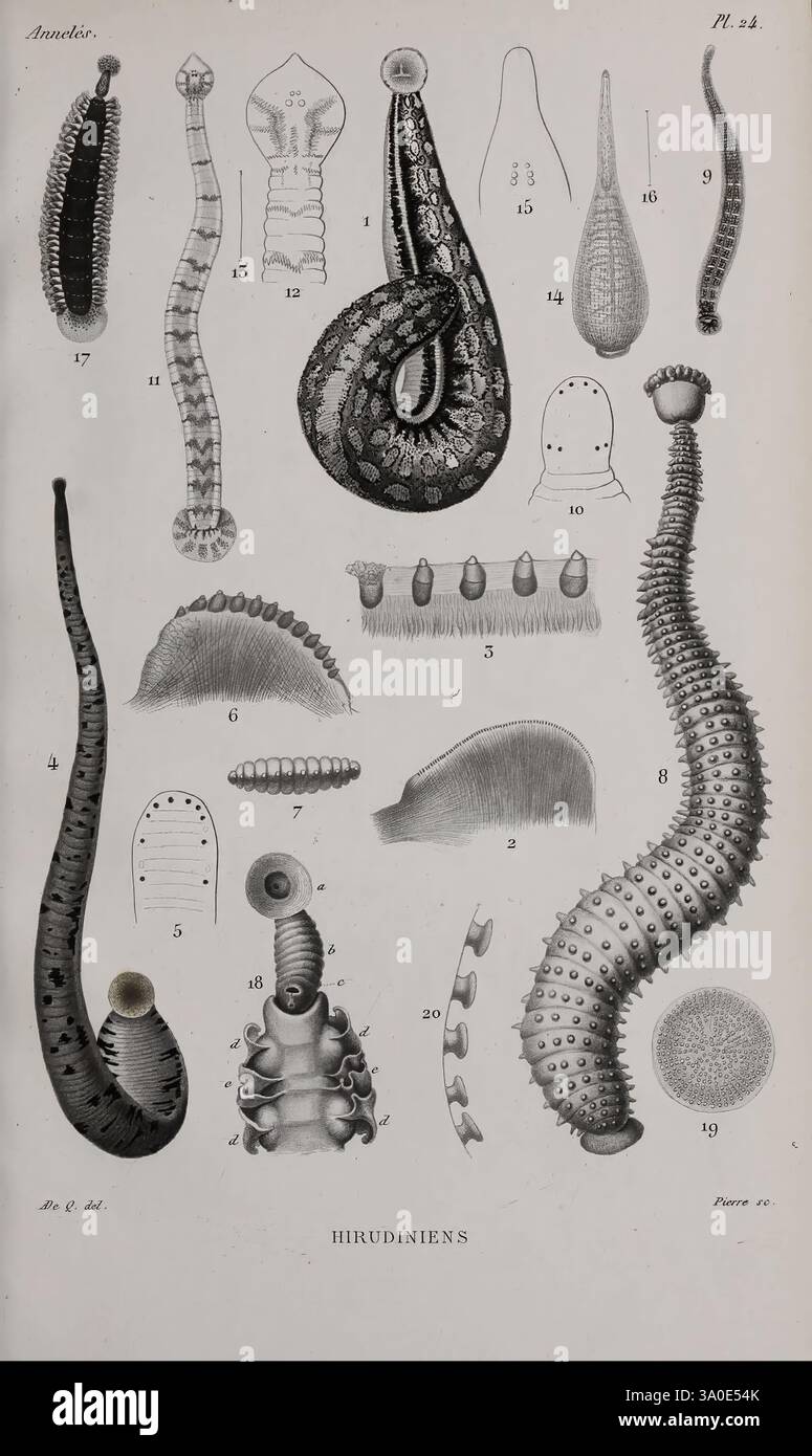 Variety of leech species hi-res stock photography and images - Alamy