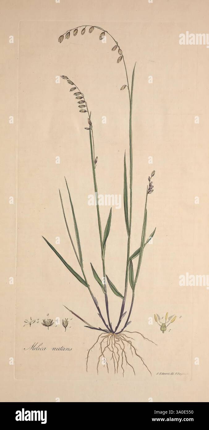 Flora Londinensis, or Plates and descriptions of such plants as grow ...