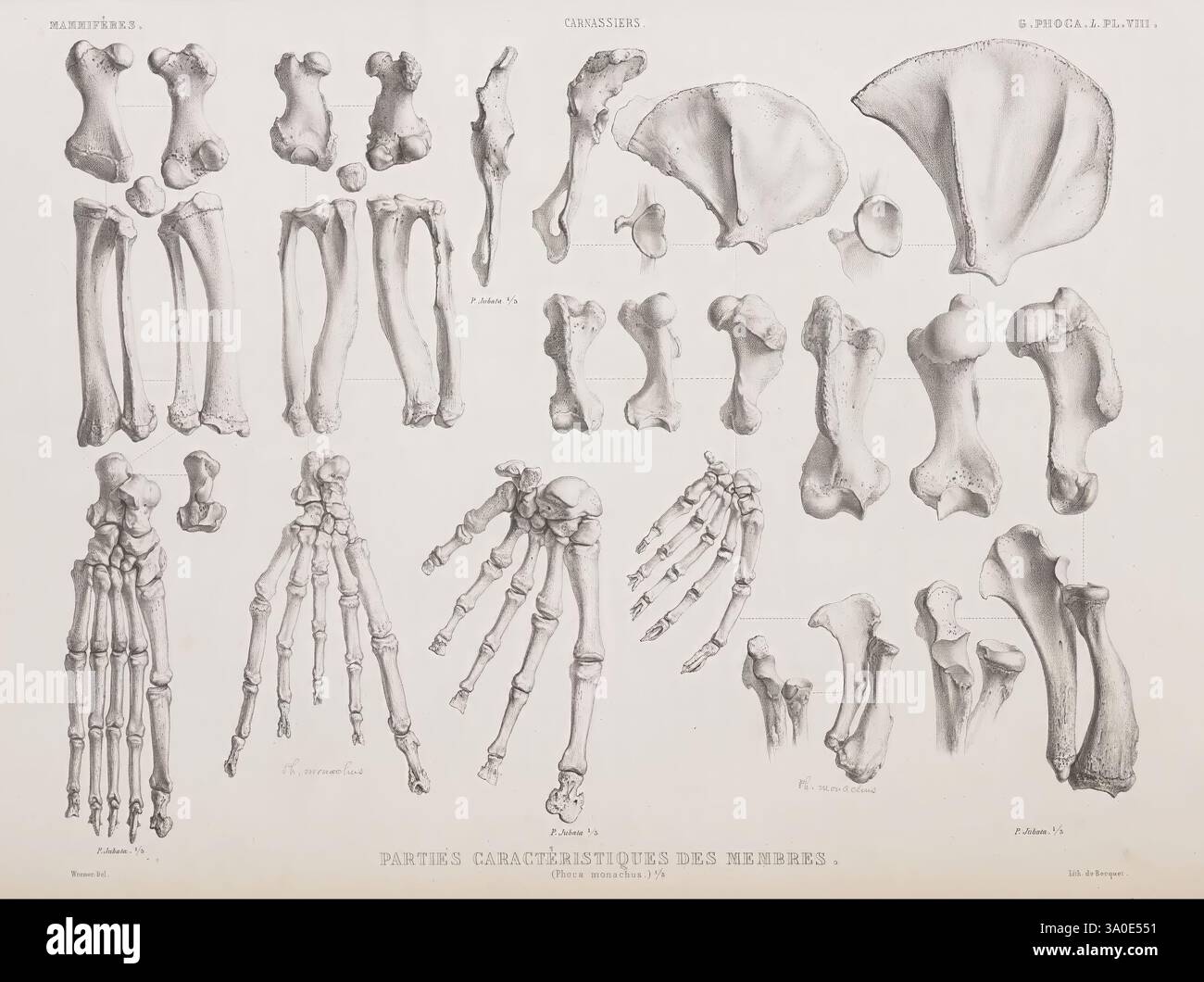 Detailed anatomical representation of various human bones hi-res stock ...