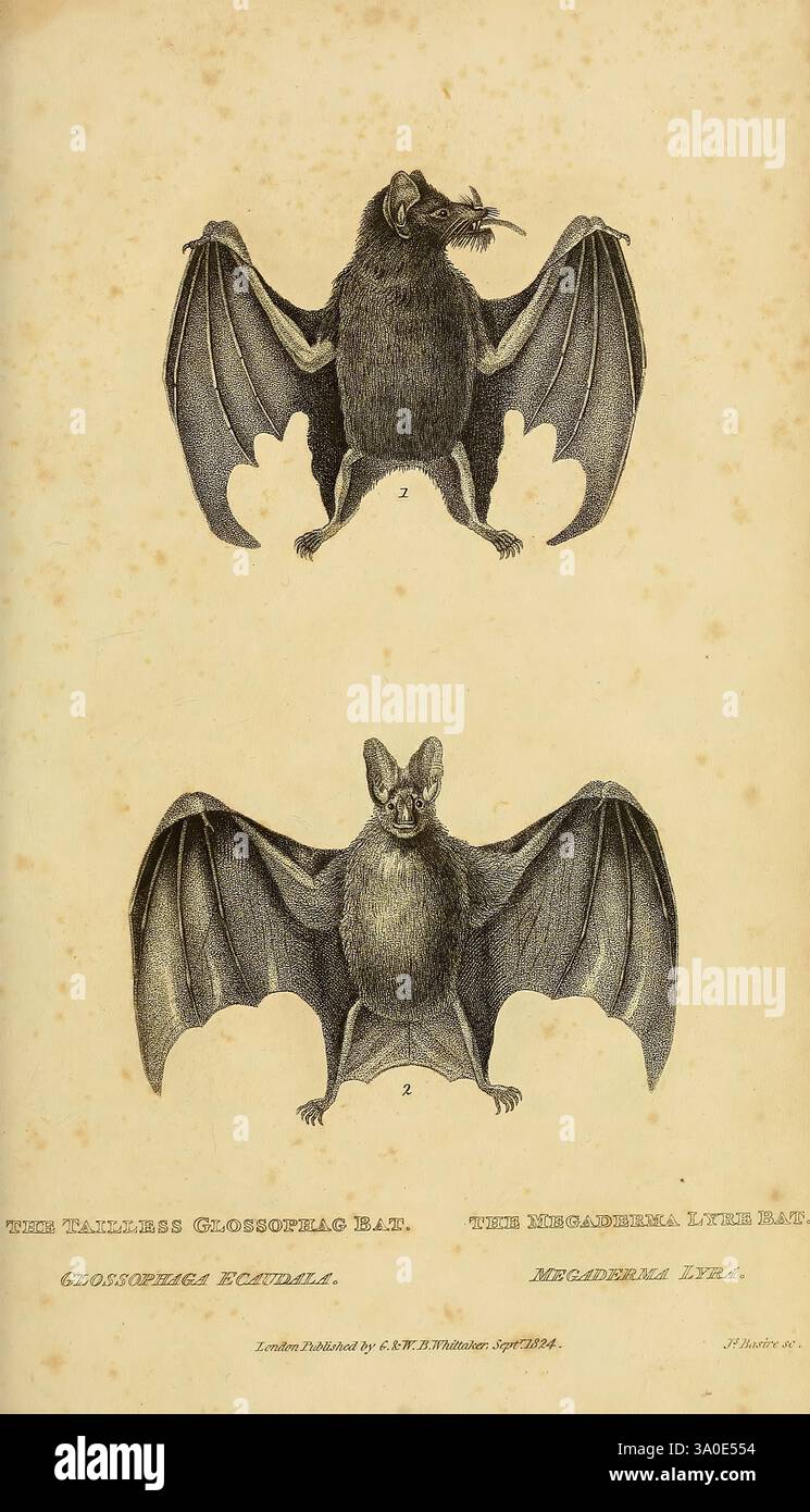 Megadermatid lyra bat hi-res stock photography and images - Alamy