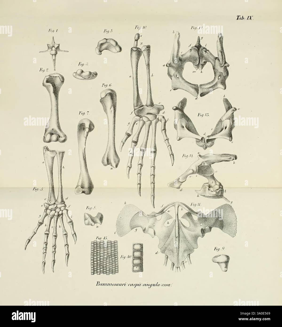 Detailed depictions of individual bones hi-res stock photography and ...