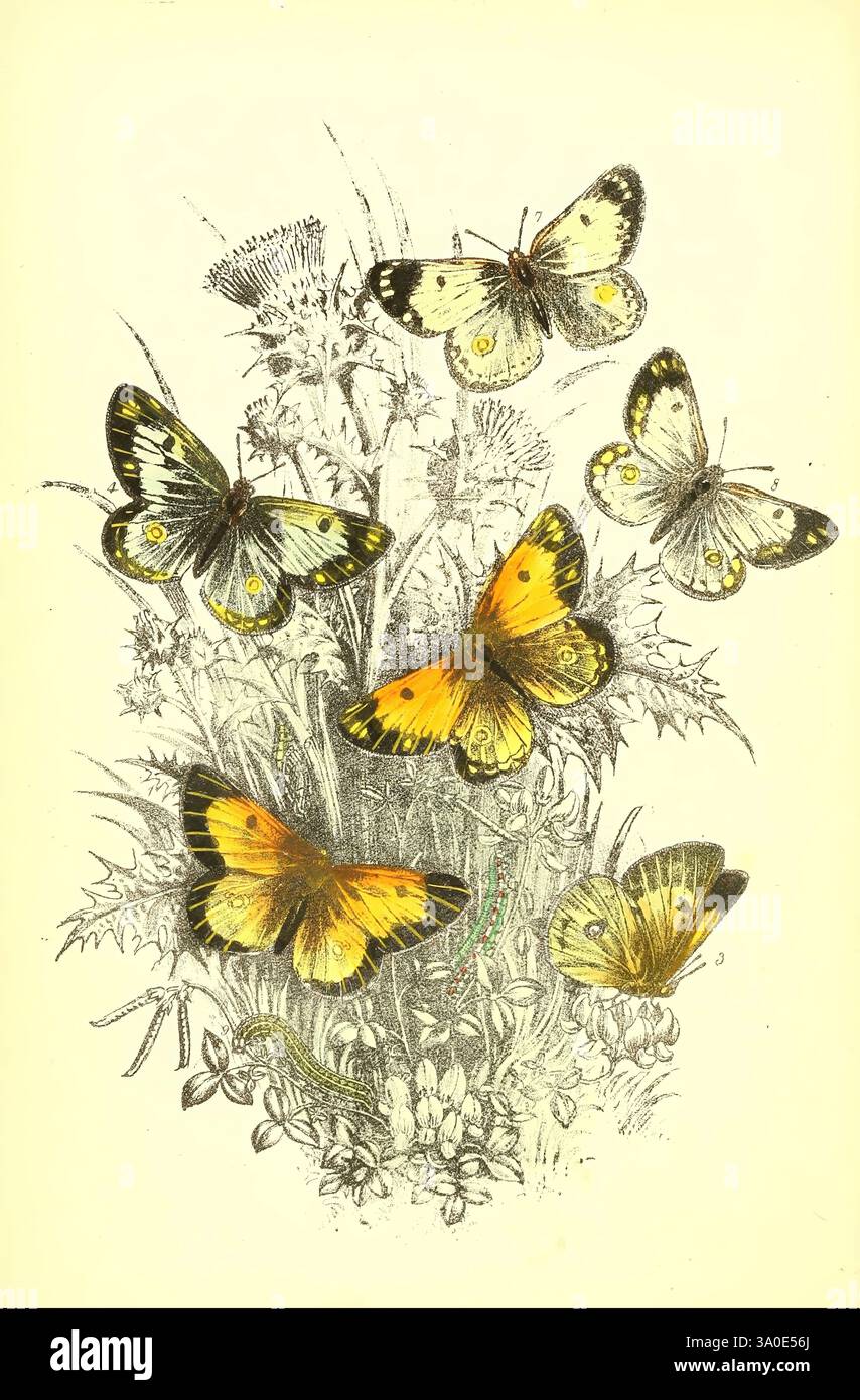 The genera and species of British butterflies London, T.J. Allman ...