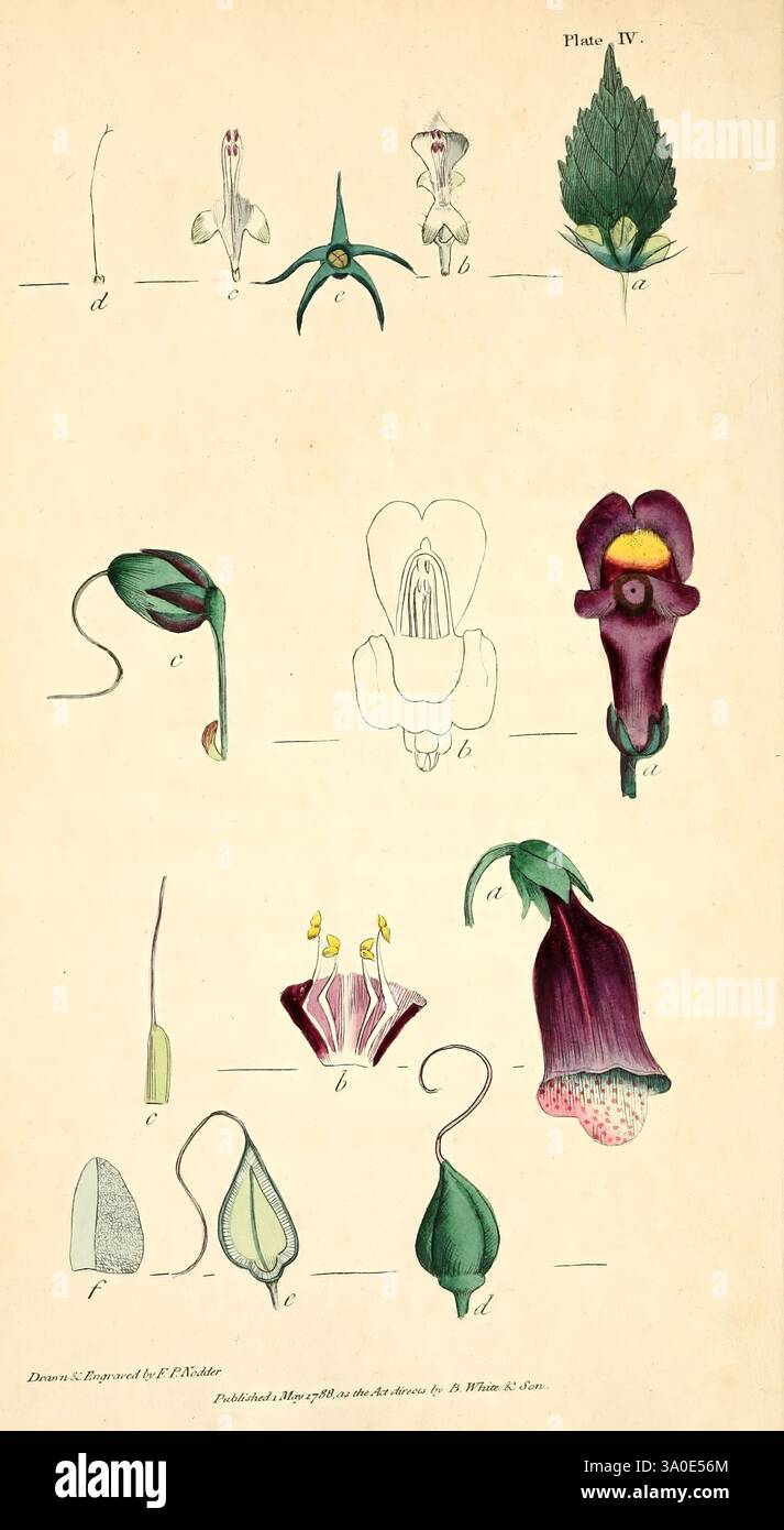 Thirty-eight plates, with explanations London, J. White, 1799., A ...