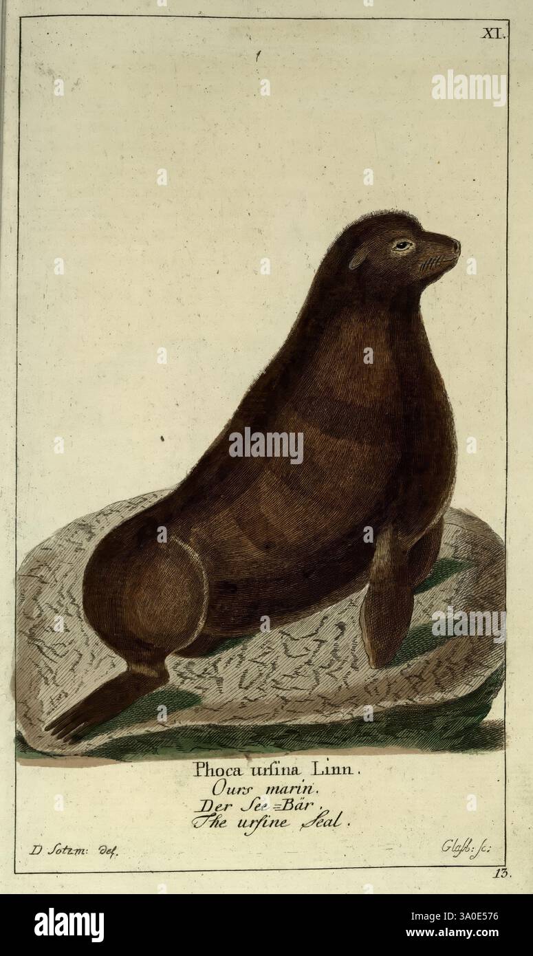 Animals sleek appearance hi-res stock photography and images - Alamy