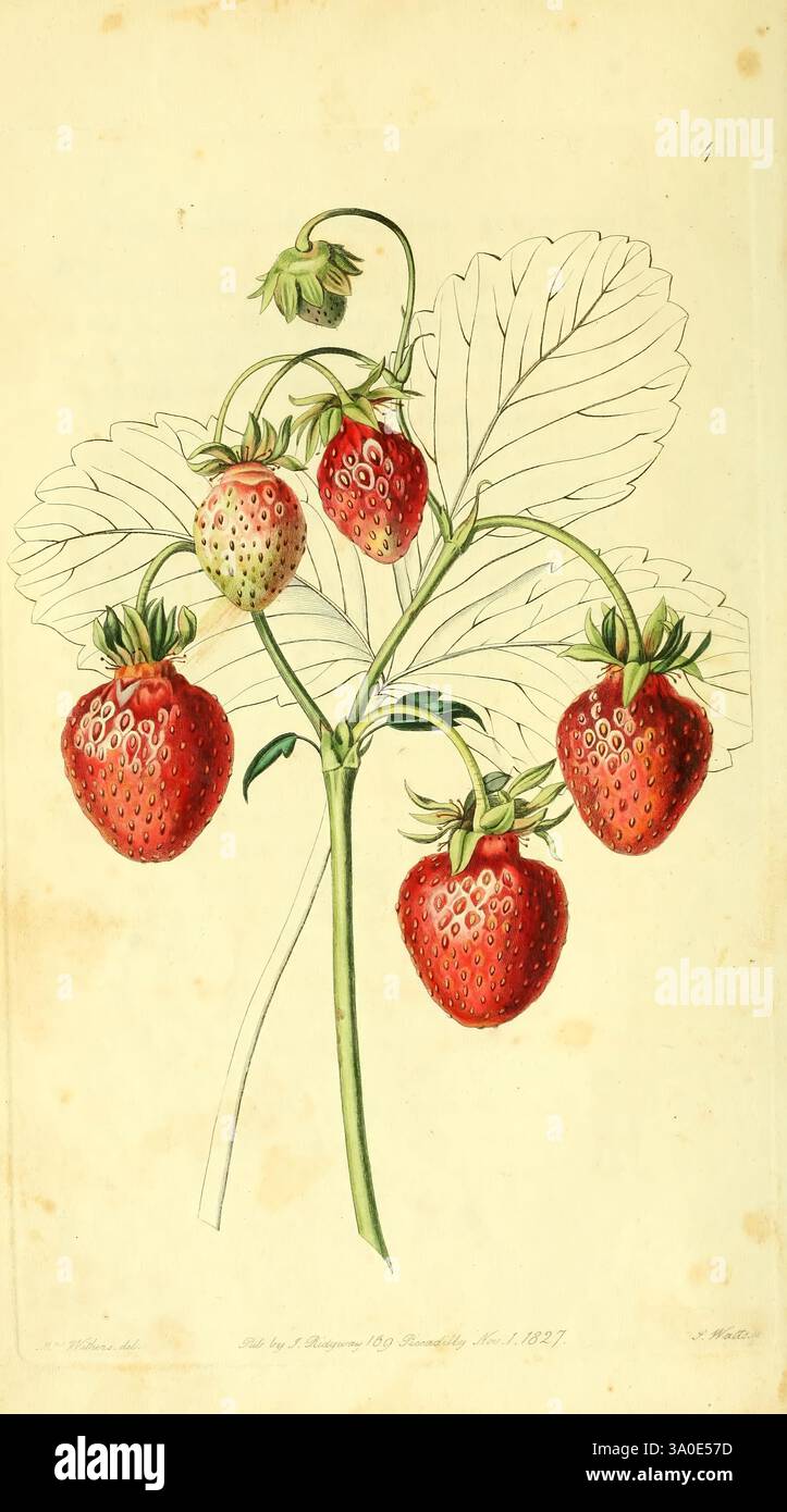 Cluster of ripe strawberries hanging hi-res stock photography and ...