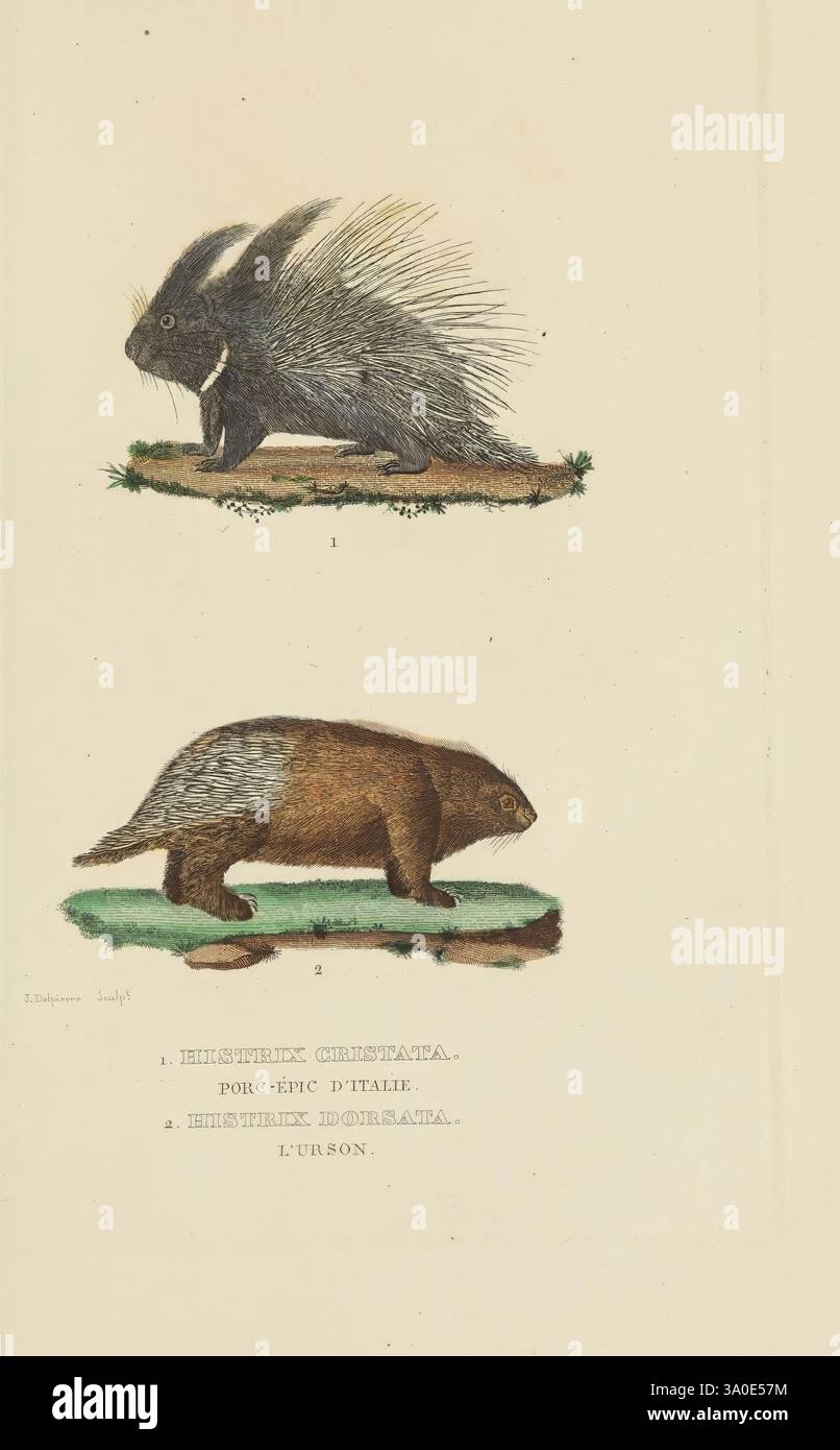 Somewhat flattened tail hi-res stock photography and images - Alamy