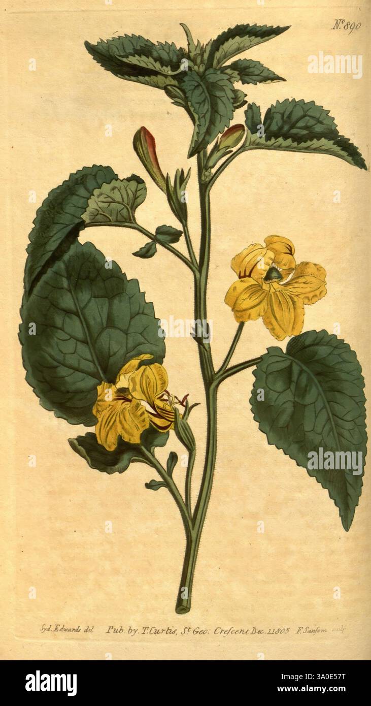 Curtis's Botanical Magazine, London, New York, botany, periodicals ...