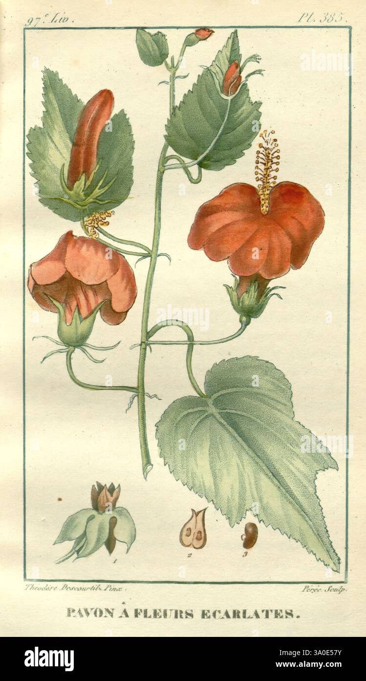 Flore médicale des Antilles, ou, Traité des plantes usuelles, Paris ...