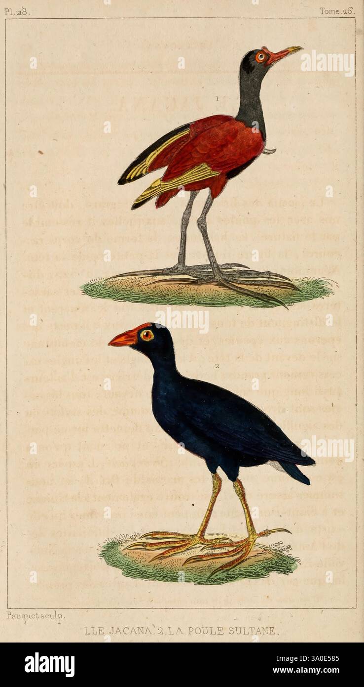 Illustration presents two distinct bird species hi-res stock ...