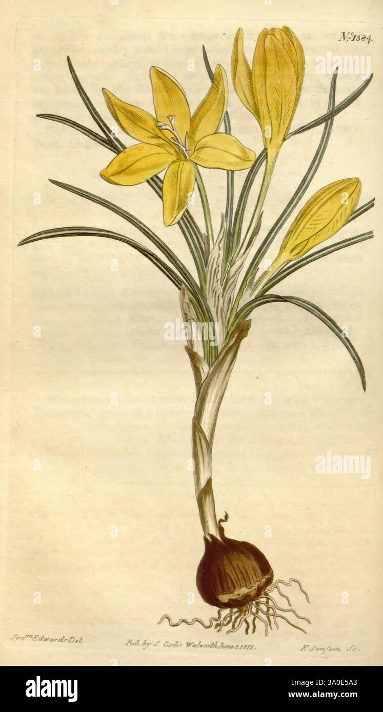 Plants ornamental curtis crocus hi-res stock photography and images - Alamy