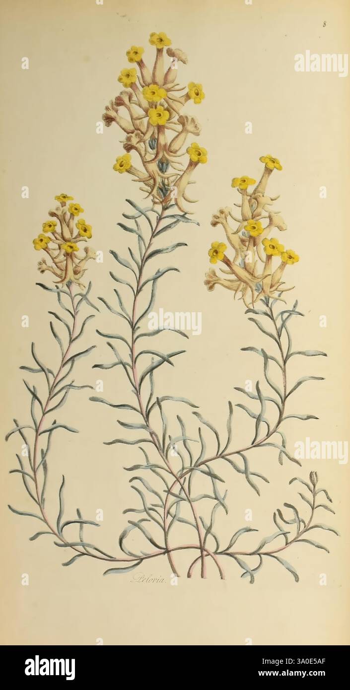 Exotic, Botany, Illustrated, London, Printed, For The, Author 1772 ...