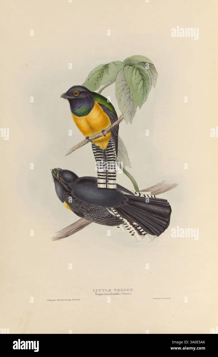 A monograph of the Trogonidae, or family of trogons, London, The Author ...